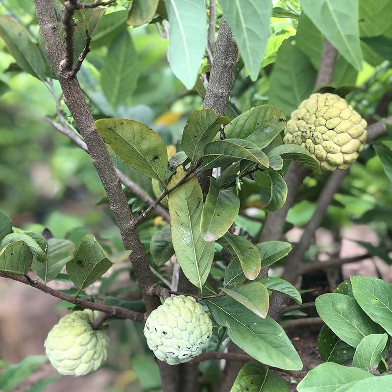 2 Sugar Apple Trees Plants Live 8 Inc Tall for Planting Ornaments Perennial Garden Simple to Grow Pots