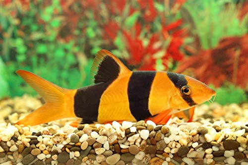 ABF Freshwater Snail Food Mix - Snail,Shrimp,Fish & Crayfish Food (8oz - 1/2 lb.)- ABF1 - Mini SPIRULINA WAFERS & Calcium