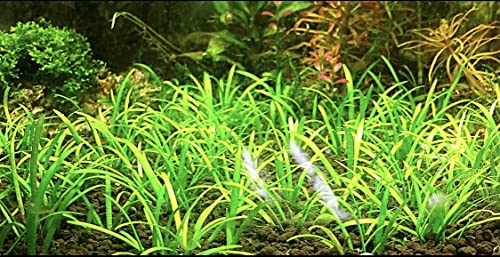 15x Dwarf Sagittaria Subulata Dwarf Sag Live Aquarium Plants Aquatic Carpet Plant Buy 2 GET 1FREE