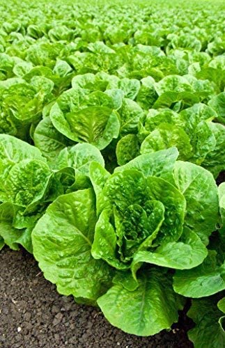 3000 Parris Island Cos Romaine Lettuce Seeds - 4+ Grams - Heirloom Non-GMO USA Grown Premium Vegetable Seeds for Planting - by RDR Seeds