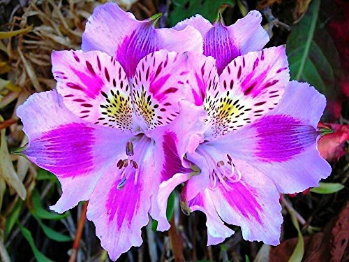 10+ Mix Canna Lily Seeds Peruvian Dr Salters Flower Flowers