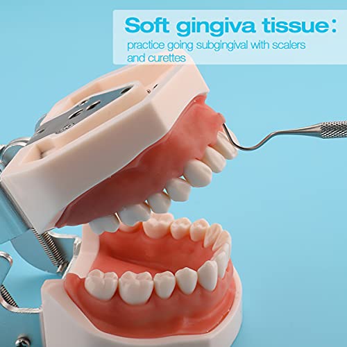 ANNWAH Dental Typodont Teeth Model,Completely Detachable Teeth Model Suitable for Teaching,Practice and Study,Come with a Small Screwdriver
