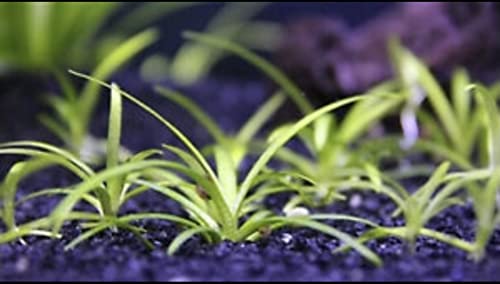15x Dwarf Sagittaria Subulata Dwarf Sag Live Aquarium Plants Aquatic Carpet Plant Buy 2 GET 1FREE