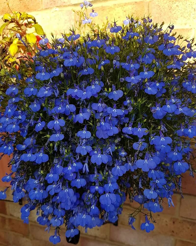 1000+ Blue Creeping Thyme Seeds for Planting Perennial Landscaping Ground Cover Non-GMO Ficoszo serphyllum Thyme