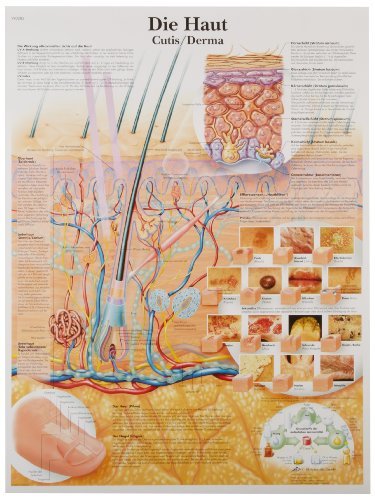 3B Scientific VR1283UU Glossy Paper The Skin Anatomical Chart, Poster Size 20" Width x 26" Height