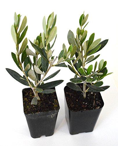 9GreenBox - Olive Tree - Tree of Peace - Olea europaea - 2 Pack