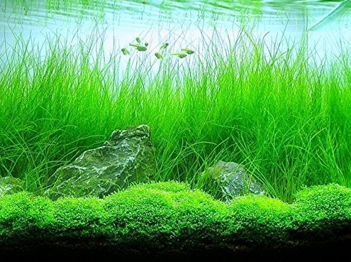 Aquarium Grass Plant Seeds, West Coast Easy Aquatic Live Plant, for Garden Lawn Fish Tank Aquarium Decor