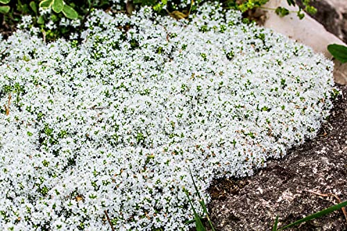 2000+ Mix Carpet Creeping Thyme Seeds Ground Cover for Planting Heirloom High Germination Rate Easy to Plant (3Packs)