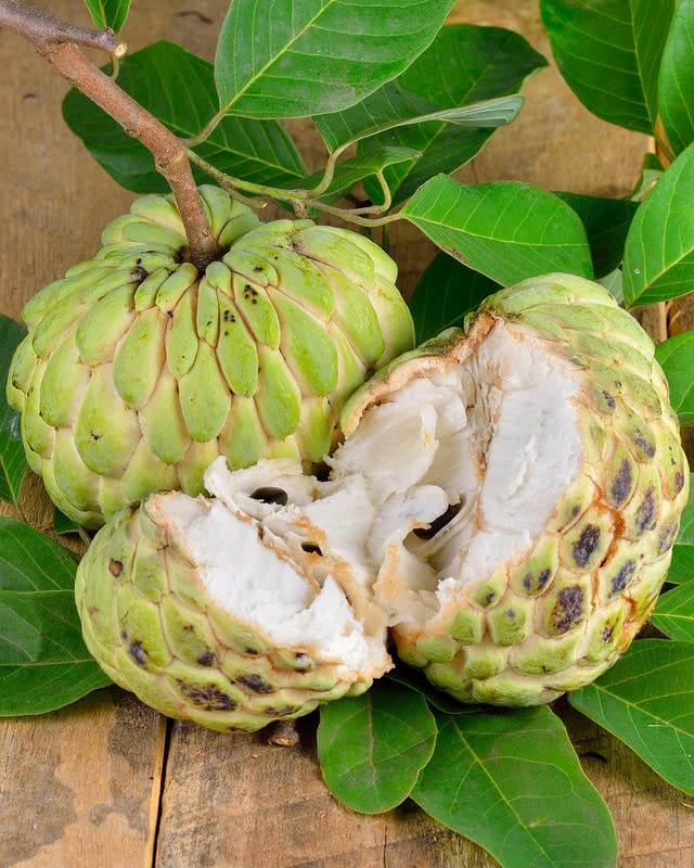 2 Sugar Apple Trees Plants Live 8 Inc Tall for Planting Ornaments Perennial Garden Simple to Grow Pots