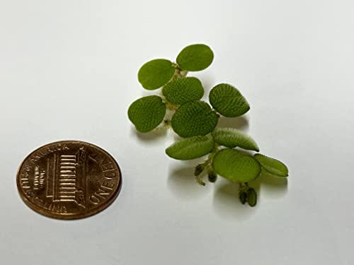 24 Water Spangles (Salvinia Minima), Live Aquarium/Aquatic/Floating/Pond/Beginner Plant NO Snail by TMD Fishkeeping