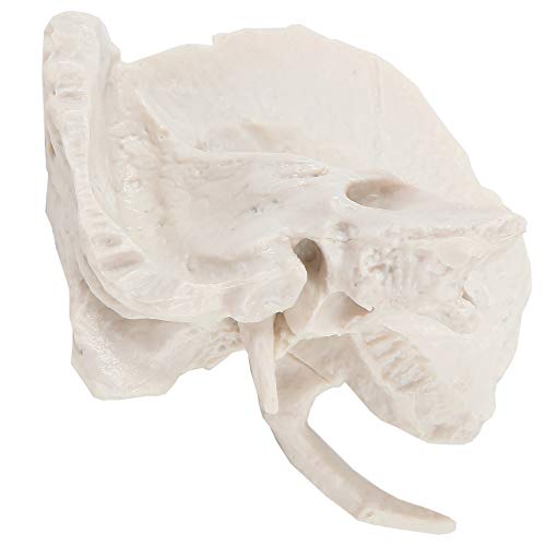 Axis Scientific Temporal Bone - Left