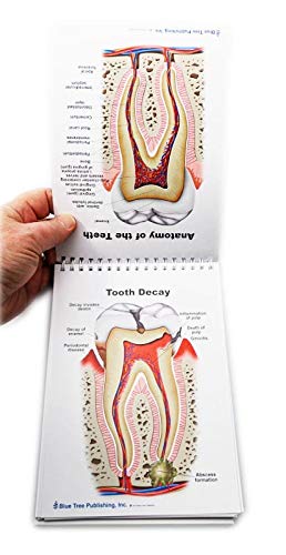 Dental Charts (Flip Chart, Stand up)