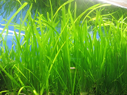 6 Jungle Val - Jungle Vallisneria Live Aquarium Freshwater Plants