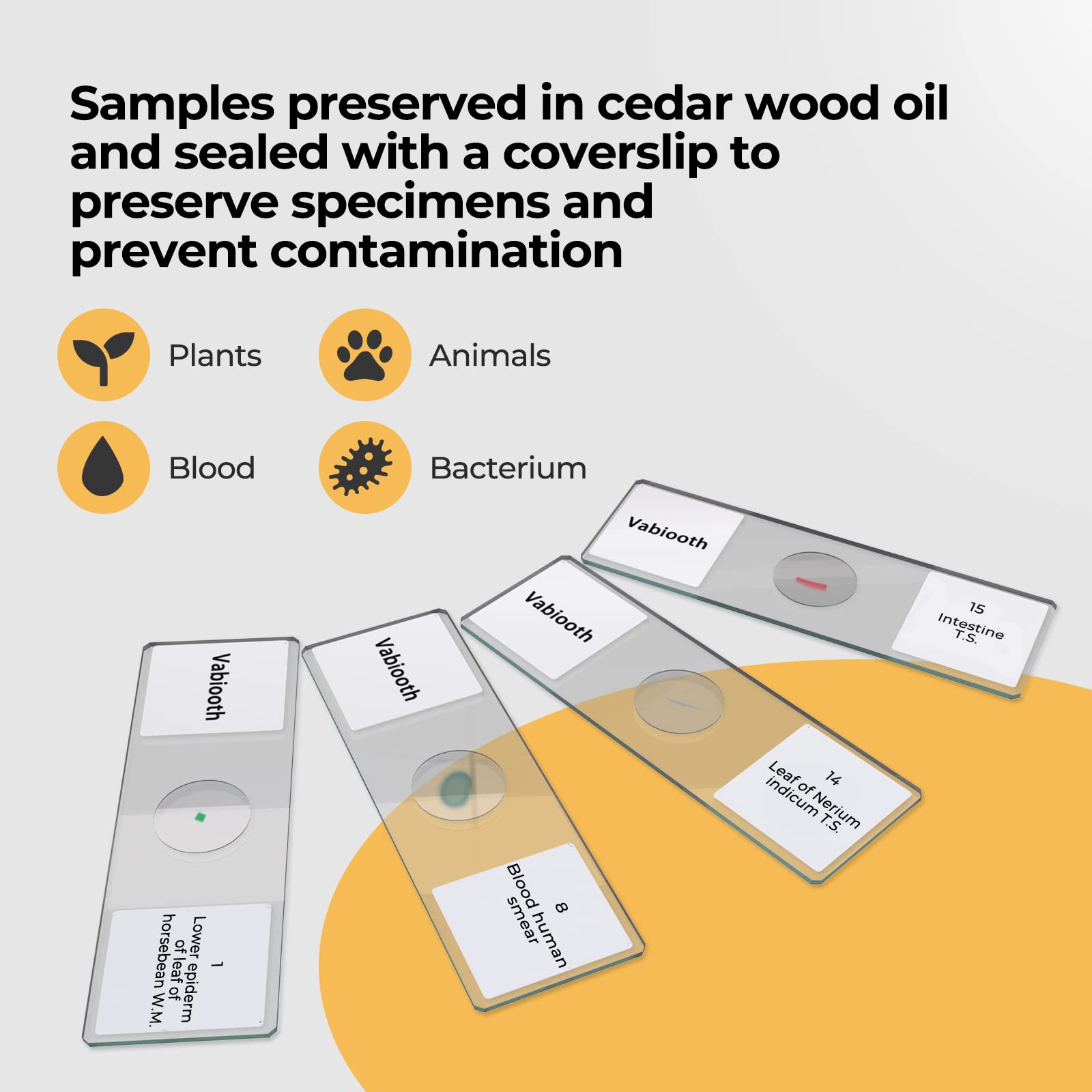 15 Pcs Vabiooth Prepared Microscope Slide Set, Glass Slides with Specimens and Hinged Wooden Case for Basic Biological Science Education, Animals Insects Plants Flowers Bacterium Specimens