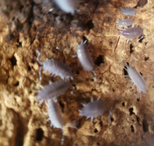 3 Pack of Isopods, 20 Powder Blue, 10 Powder Orange, and 20 Roly-Poly, Clean Up Crew, Terrarium, Vivarium