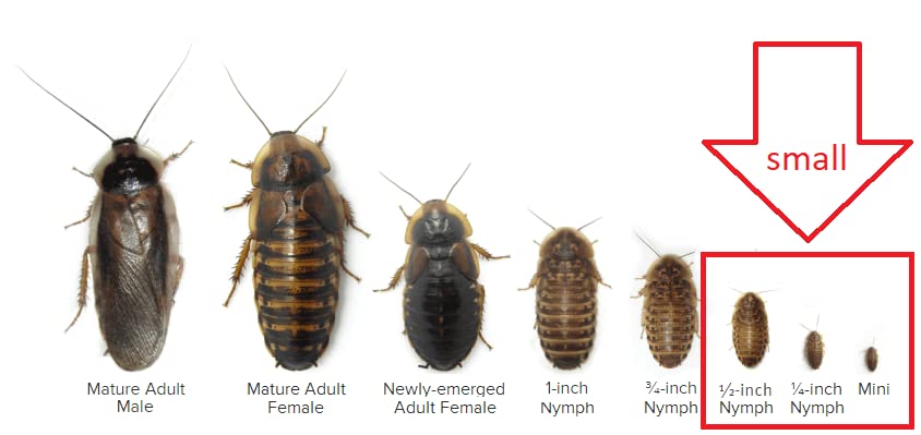 Dubia Roaches Small 25