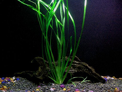 30+ Stems - 8 Species - - Anacharis, Amazon, Rotala, Ludwigia and More!