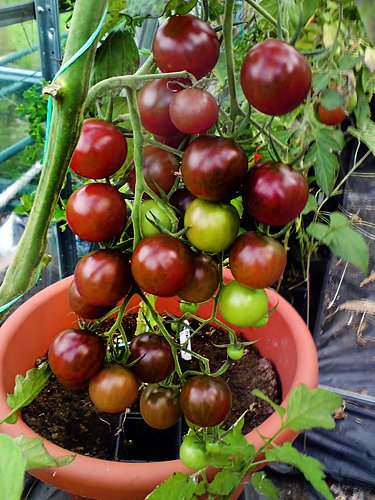 30+ Black Cherry Tomato Seeds, Heirloom Non-GMO, Low Acid, Indeterminate, Open-Pollinated, Sweet, Productive, from USA