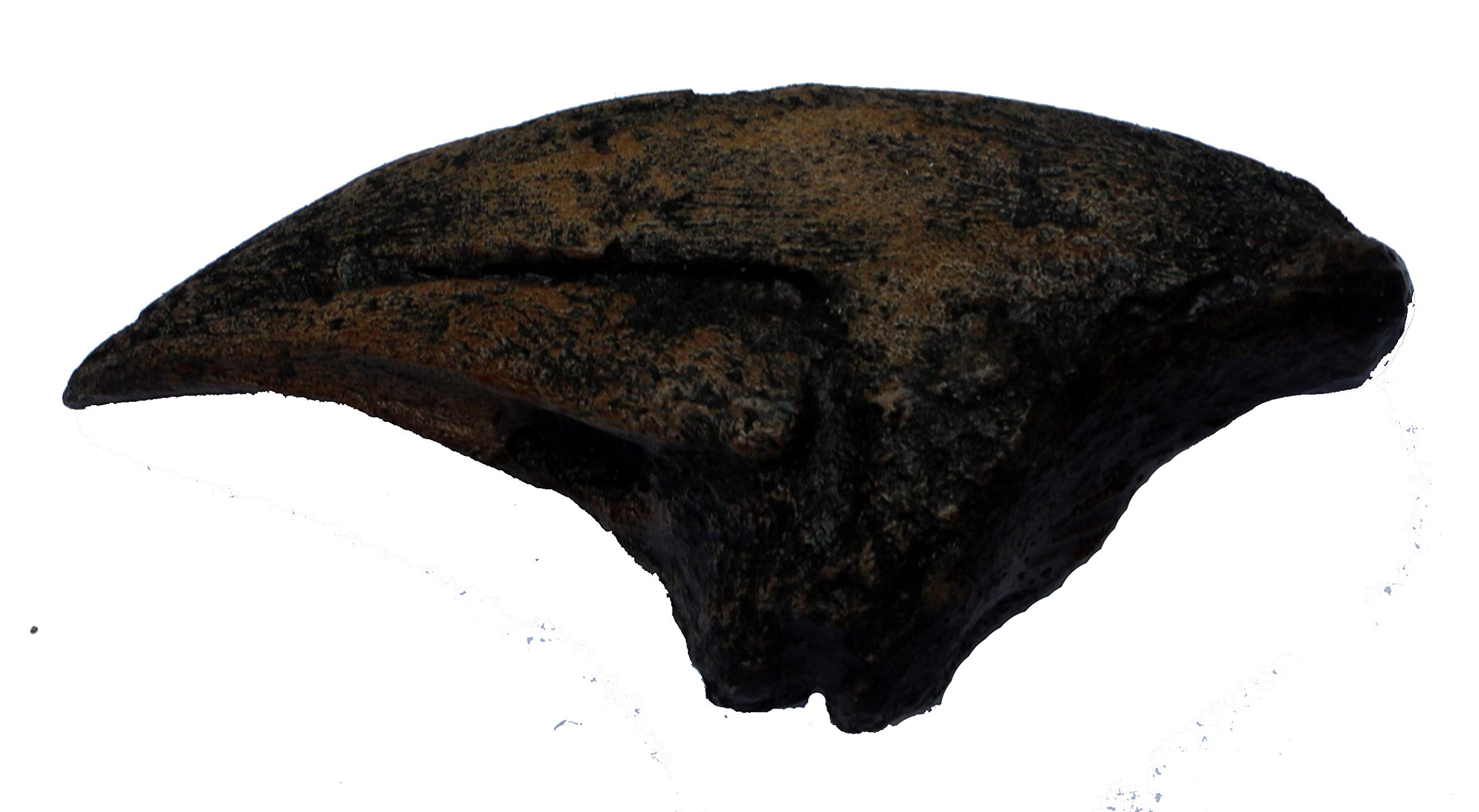 Acrocanthosaurus Dinosaur Toe Claw Fossil