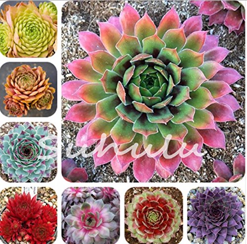 200 pcs Hens And Chicks Succulent Mix Seeds (Sempervivum Hybridum) Bonsai Plant