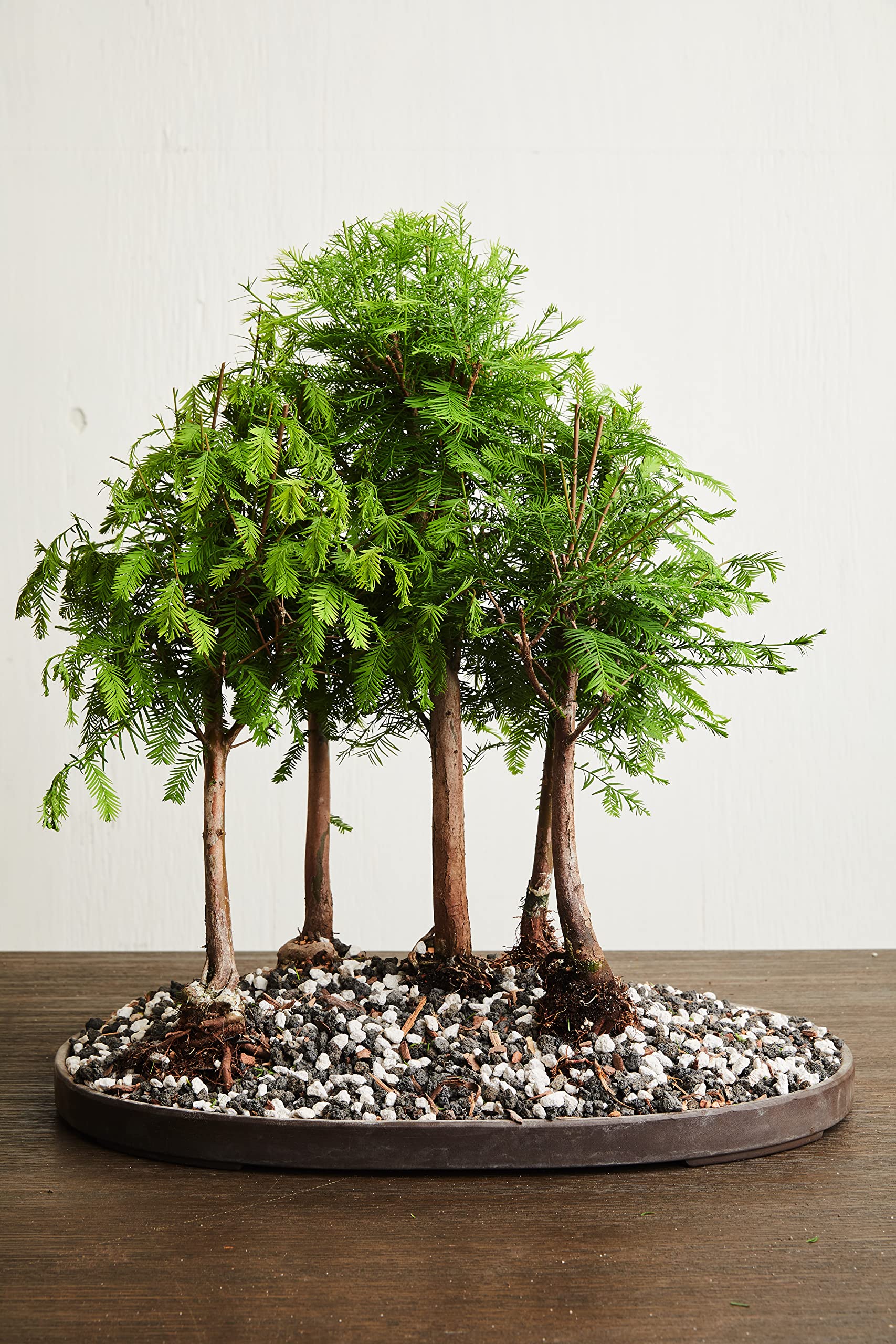 Bonsai Soil All Purpose Mix | Fast Draining Pre Blend Plant | Pumice, Lava, Calcined Clay and Pine Bark β Potting Pre Mixed Bonsai Plant Soil Mixture by The Bonsai Supply (2 Quart Bag)