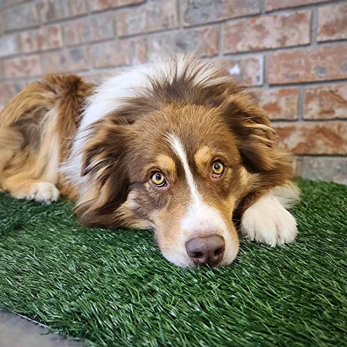 Artificial Dog Grass Pee Pad 20βx 25β 2Pack, Washable Indoor Potty Training Replacement Turf for Puppy, Reusable Realistic Grass for Dogs