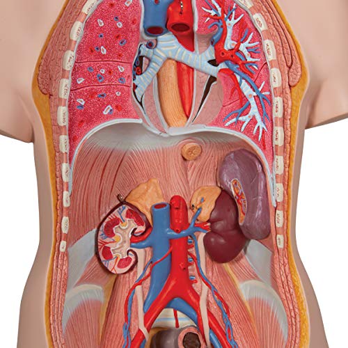 3B Scientific B32 Deluxe Dual-Sex Torso 20-part - 3B Smart Anatomy