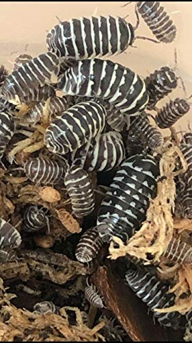 Bugzy Bugs Zebra Armadillidium Isopods 10 Count Live Roly Poly Cleanup Crew Feeders for Terrarium Reptile Insect Pet Food