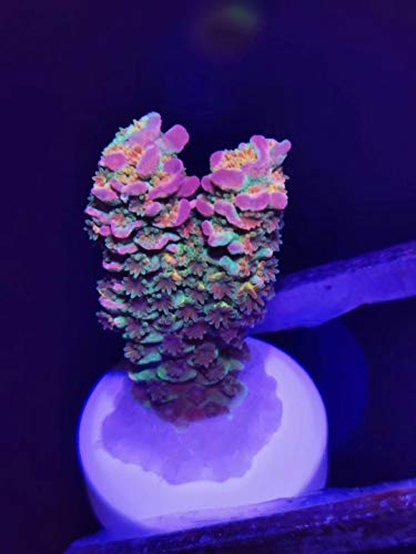 Aquarium Choice Ceramic Coralline Coral Frag Plugs 30 Pack