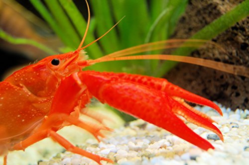 AQUATICBLENDEDFOODS Super Freshwater Shrimp,Snail & Crayfish Food Mix - ABF109 (Veggie & Krill, 4oz)