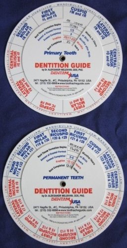 5 Dentition (Tooth Eruption) Guides/Practitioner and Dental Student Exam Study