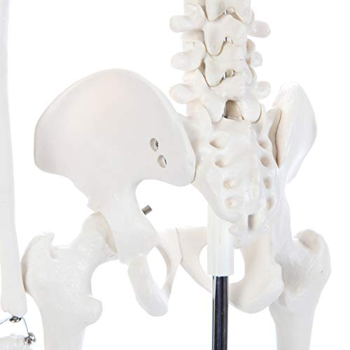 Anatomy Lab Human Skeleton Model, 34" Mini Skeleton Replica Mounted to Base for Display, with Removable Skull Cap, Movable Arms and Legs, and Details of Human Bones