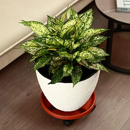 3 Pakcs Large Plant Caddy with Wheels 15.8" Rolling Plant Stands Heavy-duty Plastic Plant Roller Base Pot Movers Plant Saucer on Wheels Indoor Outdoor Plant Dolly with Casters Planter Tray Coaster Red
