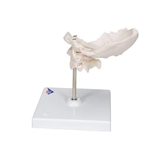 3B Scientific A71/5 Atlas and Axis w/ Occipital Plate on stand - 3B Smart Anatomy