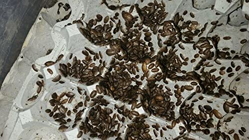 Dubia Roaches Small 25