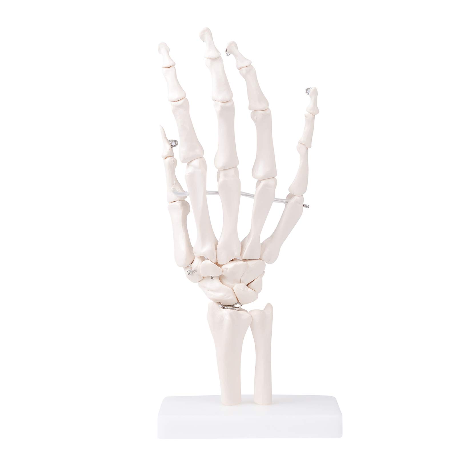 Hand Joint Anatomical Model Skeleton Model Human Medical Anatomy Life Size Educational Hand Bone Mold Anatomical Hand