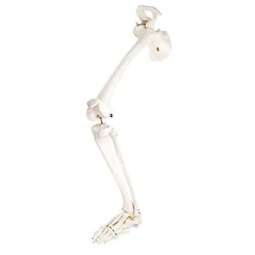 3B Scientific A36 Leg Skeleton w/Hip Bone - 3B Smart Anatomy