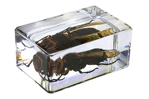 Celestron – Real 3D Bugs in Clear Resin – 4pc Set Includes Wasp, Ant, Chafer, and Beetle Specimens – Perfect for Science Eduction and Classroom – Use with Digital and Stereo Microscopes