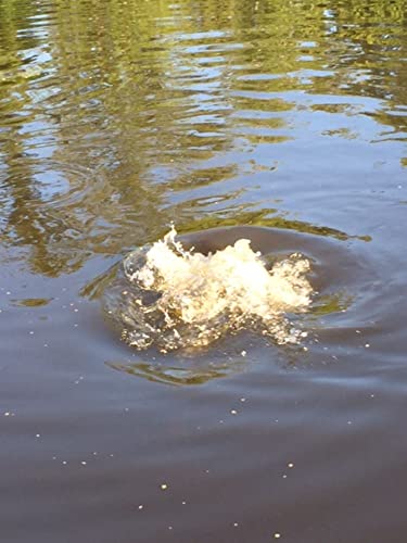 America's Best Koi Food 20 lbs Koi Fish Food Small to Medium Pond Pellets for Pond Fish with 35% Protein