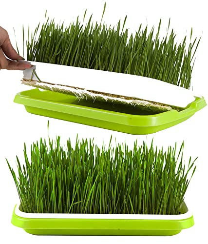 3 Layers Seed Sprouting Kit with 6-Pack Seed Sprouter Tray BPA Free for Alfalfa Sprouts Wheatgrass Grower Sprouting, Stainless Steel Shelf Seed Sprouting Tray