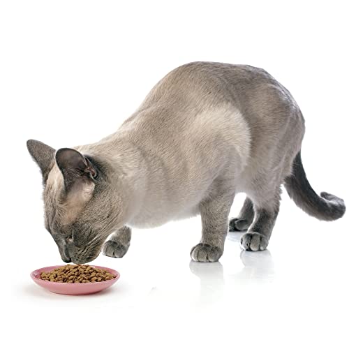 PetRageous 11035 Silly Kitty Dishwasher and Microwave Stoneware Cat Saucer 5-Inch Diameter 2.5-Ounce Capacity for Wet or Dry Cat Food Great For All Cats, Pink