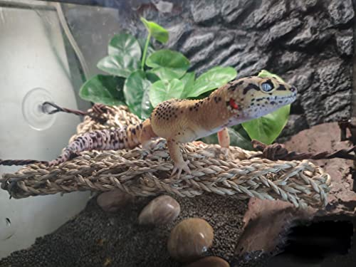 2 Pack Reptile Lizard Bearded Dragon Hammock,Reptile Lounger,100% Natural Grass Fibers Hammock Bed for Bearded Dragons, Geckos, Iguanas, Hermit Crabs (Triangular + Rectangle)