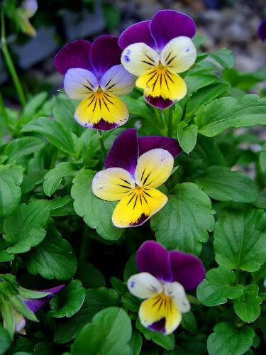 150 Seeds Johnny Jump Up Seeds, Viola Seeds, Perennial Heirloom Wildflower, Fragrant jocdw (Seeds)