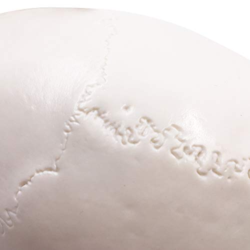 3-Part Human Skull Model - Life Size Removable Medical Detailed Anatomical Adult Head Bone