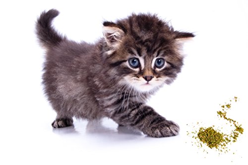 Purple Haze Catnip, Premium Blend Safe for Cats, Infused with Maximum Potency Your Kitty is Sure to Go Crazy for (1 Cup)