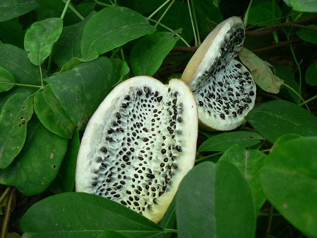 20 Chocolate Vine Seeds for Planting - Akebia quinata, Five Leaf Vine - Ships from Iowa, USA