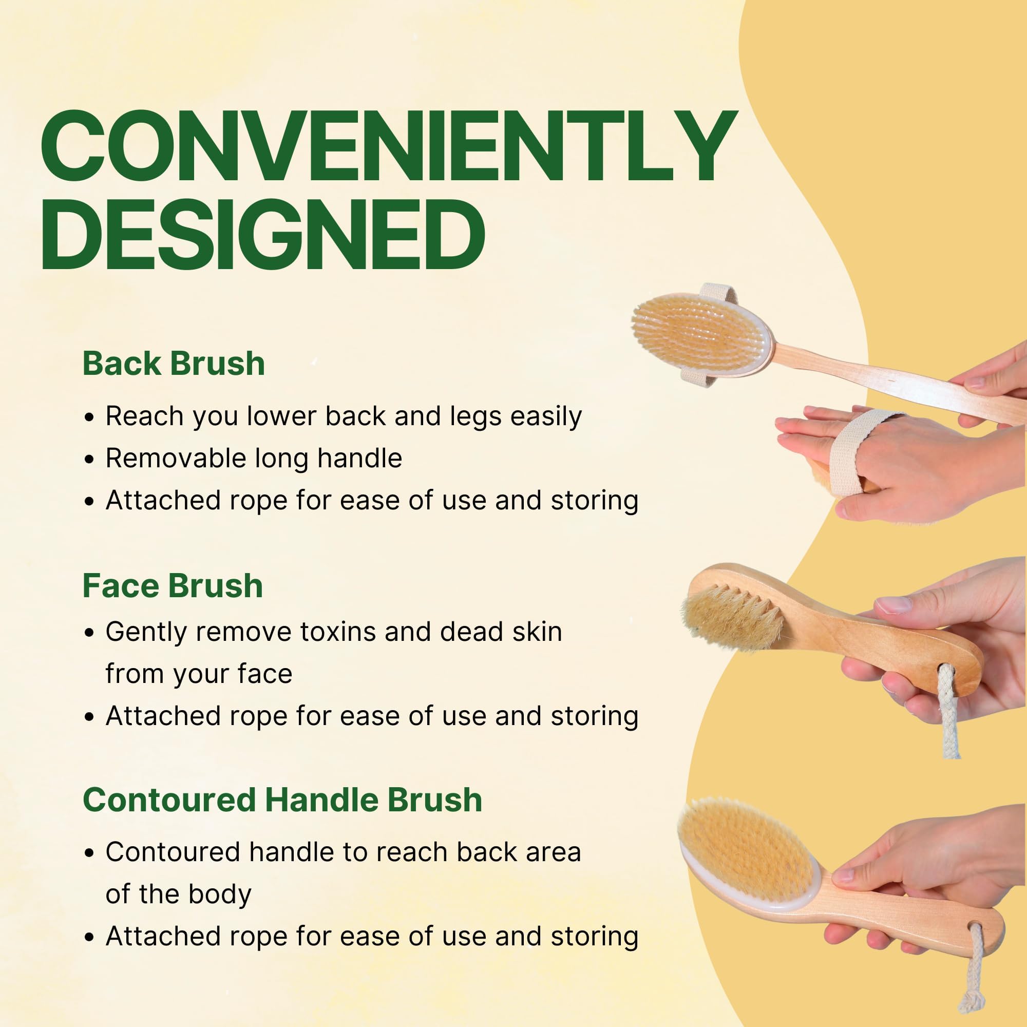 Asani Dry Brushing Body Brush Set for Lymphatic Drainage & Cellulite - 3-Pcs Detachable Back, Contour Body & Face Brushes Organic Gift for Dry Skin, Exfoliation, Invigorating Showers