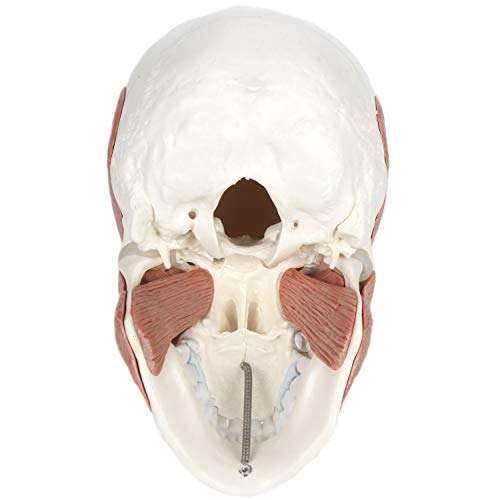 Axis Scientific 3-Part Human Skull Model with Masticatory Muscles, Life Size Skull Cast from Real Human Bones Shows Range of Motion of Jaw