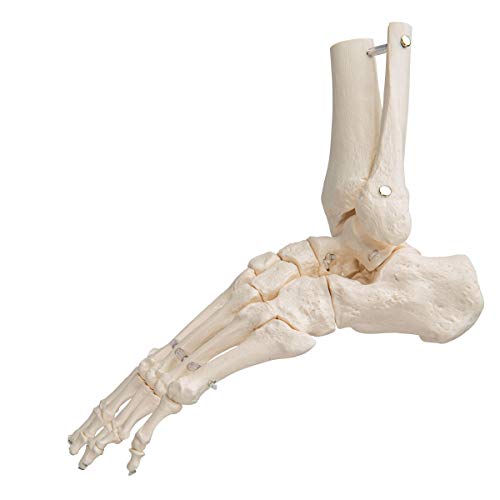 3B Scientific A31/1 Foot Skeleton-flexibly w/portions of Tibia- Fibula - 3B Smart Anatomy