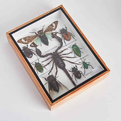 9 Real MIXS Very Rare Insect Taxidermy Set in Boxes Display for Collectibles
